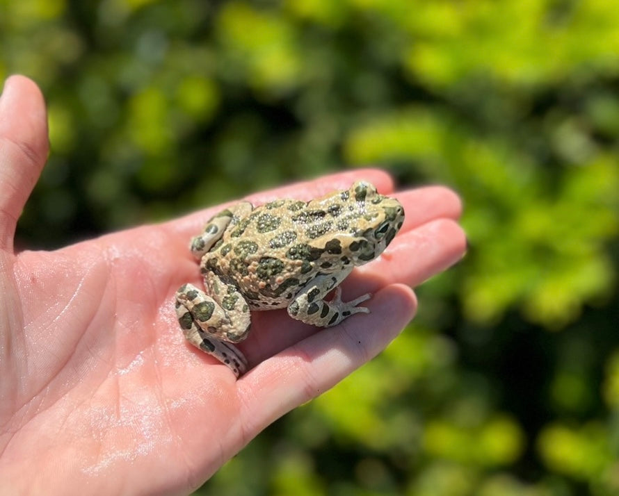 Egyptian Green Toad – Scales and Tails of Ohio