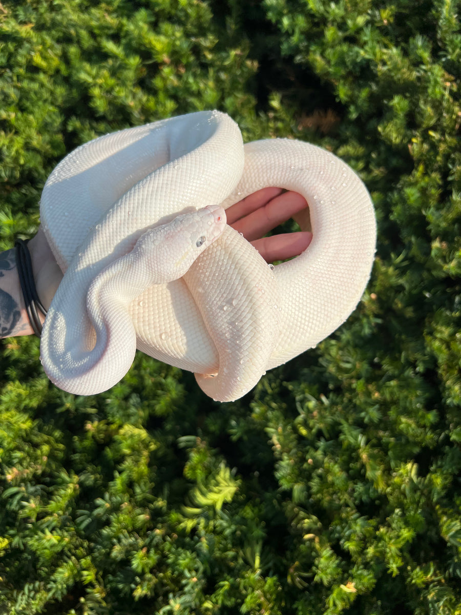 Adult Super Mojave het Orange Ghost Ball Python (Male) – Scales and ...