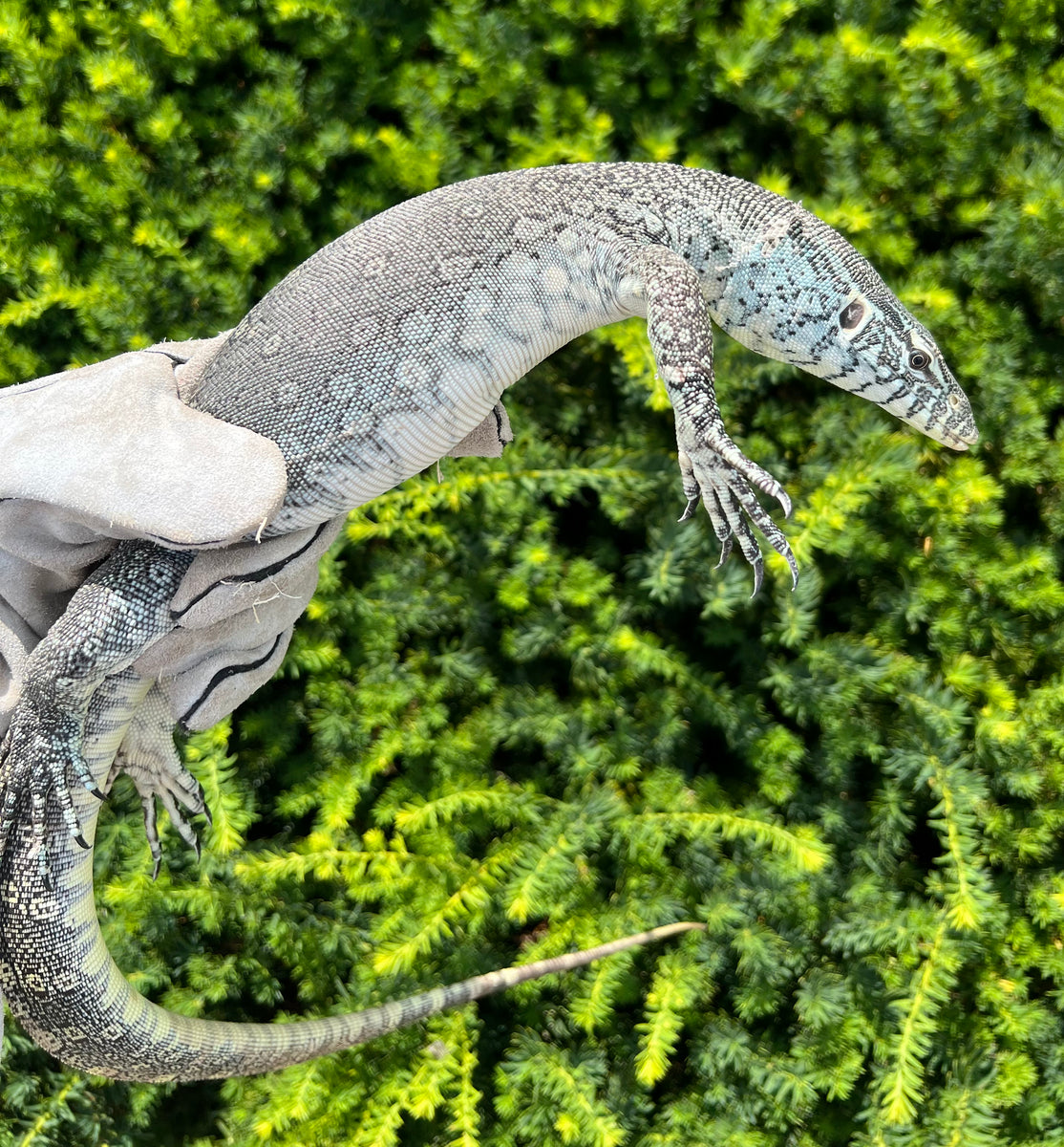 Juvenile Nile Monitor – Scales and Tails of Ohio