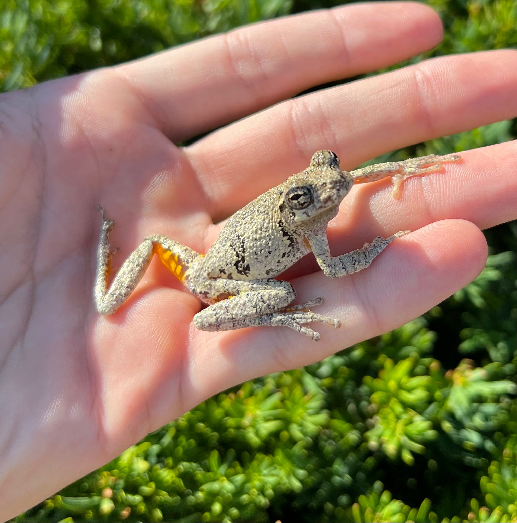 Adult Grey Tree Frog – Scales and Tails of Ohio