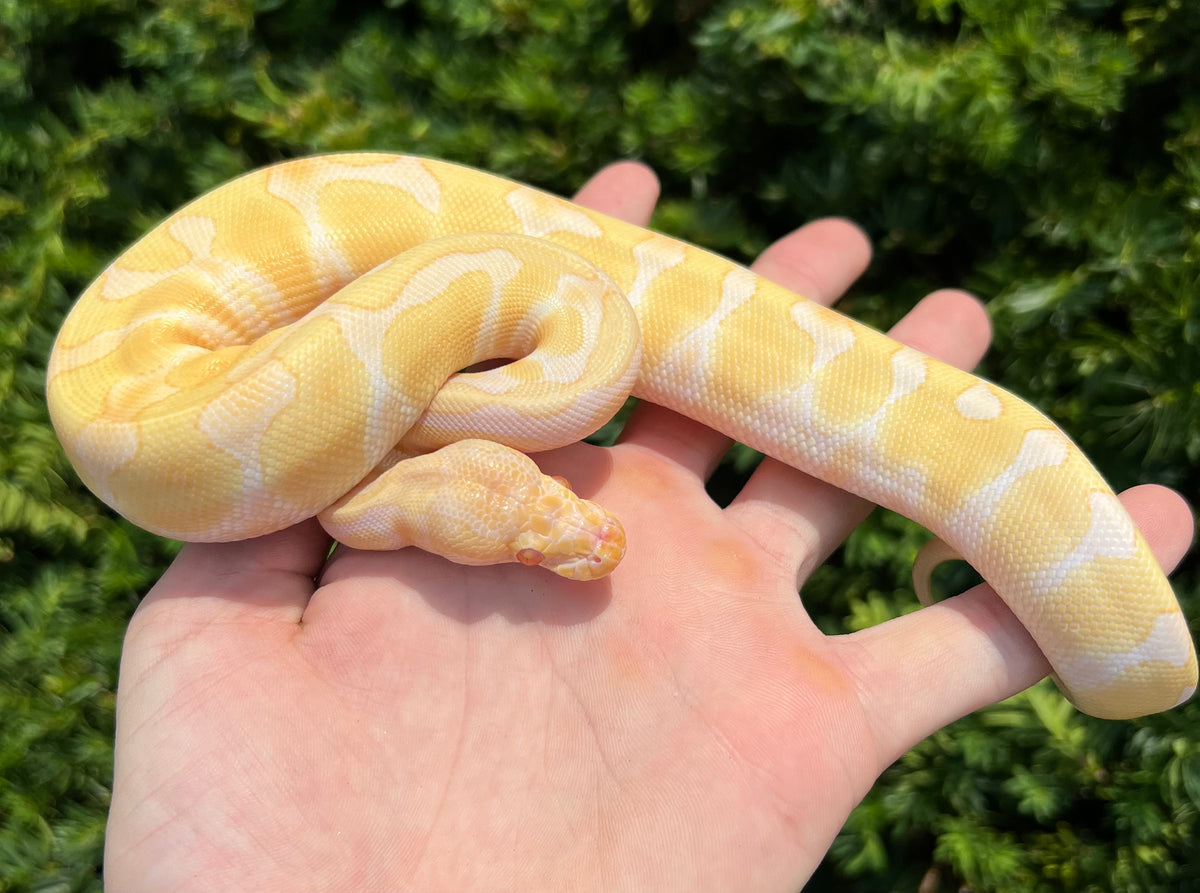 Baby Albino Enchi Ball Python (Female) – Scales and Tails of Ohio