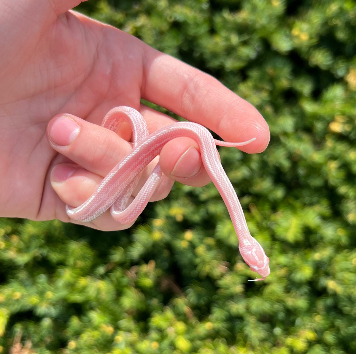 Baby Snow Motley Corn Snake (Female) – Scales and Tails of Ohio