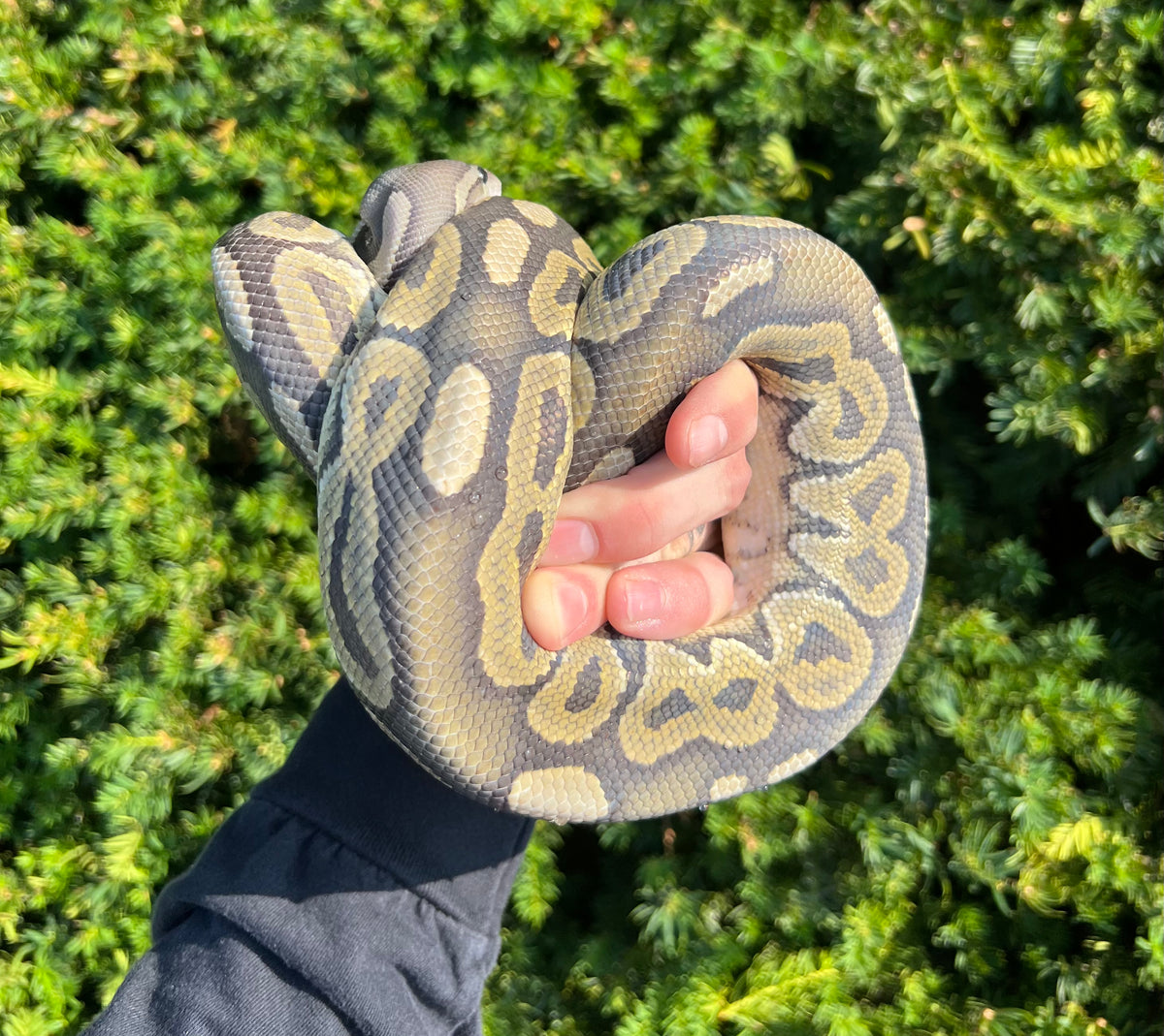 Adult Cinnamon Hypo Ball Python (Male) – Scales and Tails of Ohio