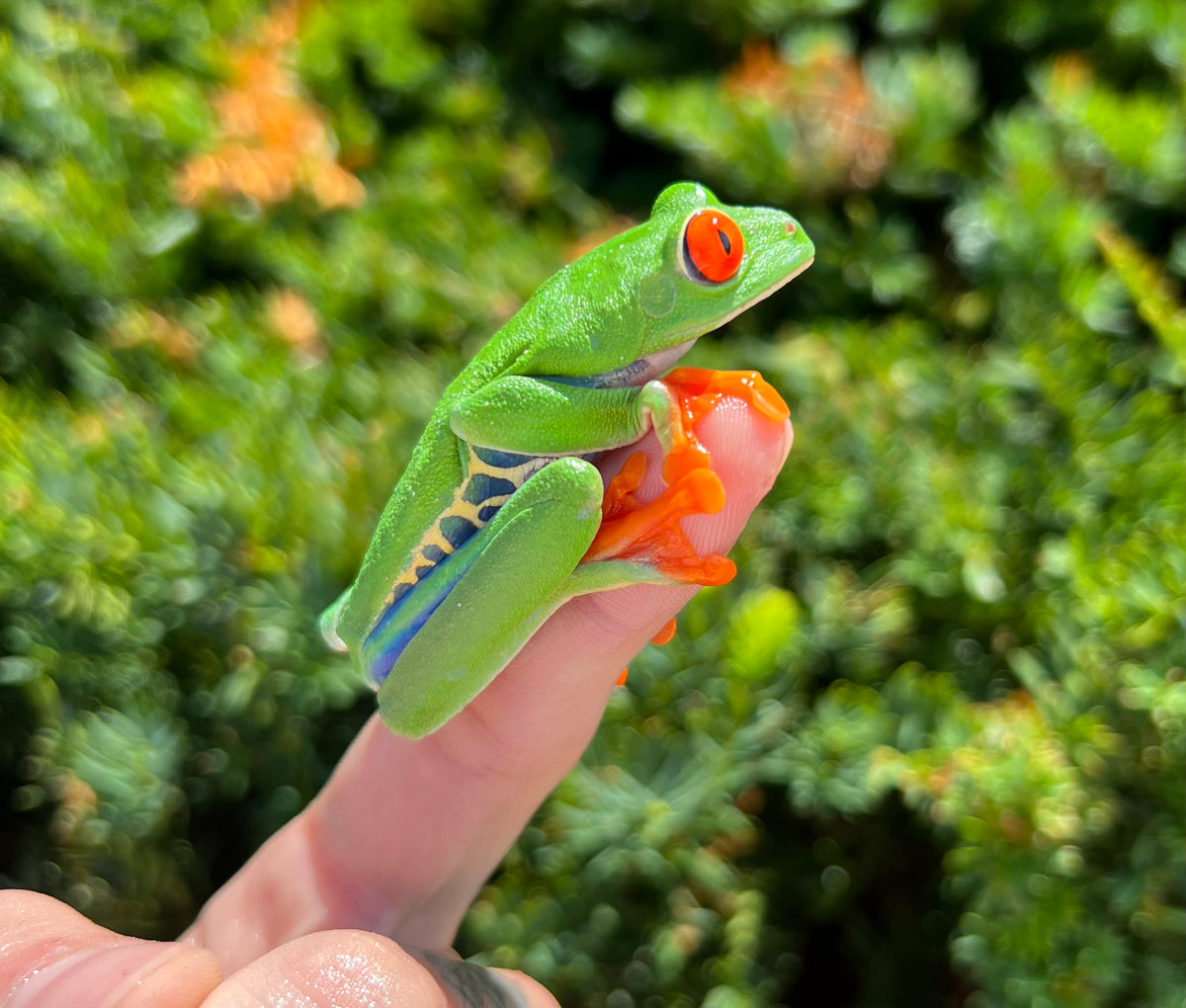 Red Eyed Tree Frog – Scales and Tails of Ohio