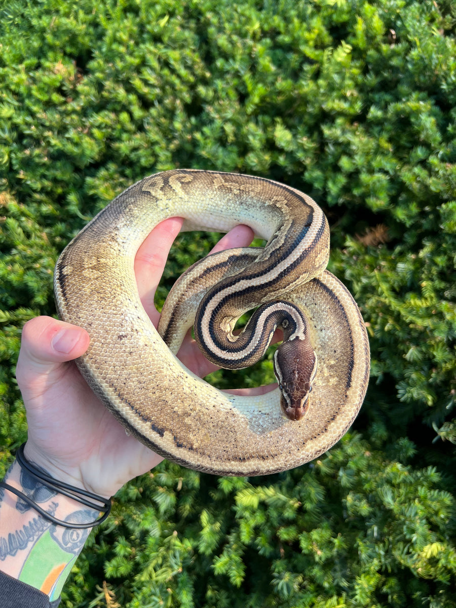 Adult Black Pastel Gravel Sandblast Ball Python (Male) – Scales and ...