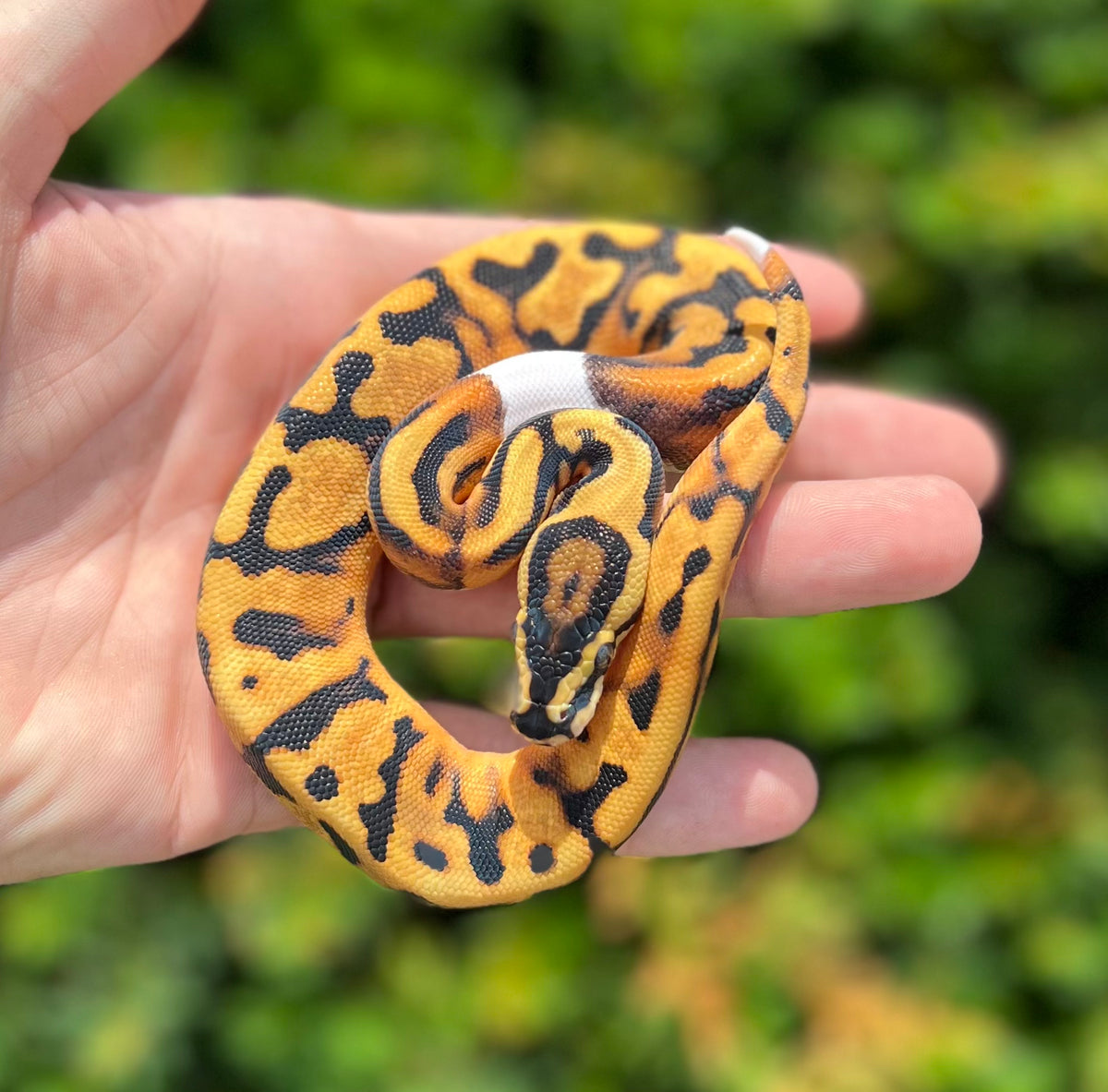 Baby Pied Ball Python (Male) – Scales and Tails of Ohio