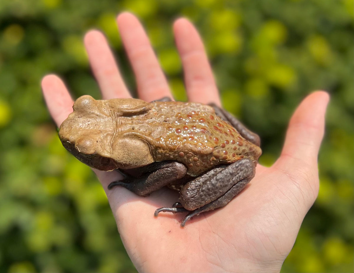 Adult Smooth Sided Toad – Scales and Tails of Ohio