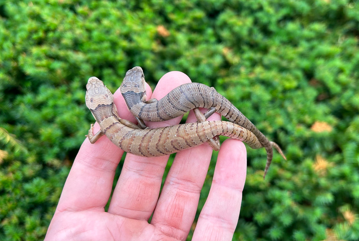 Juvenile Pink-Tongue Skink – Scales and Tails of Ohio