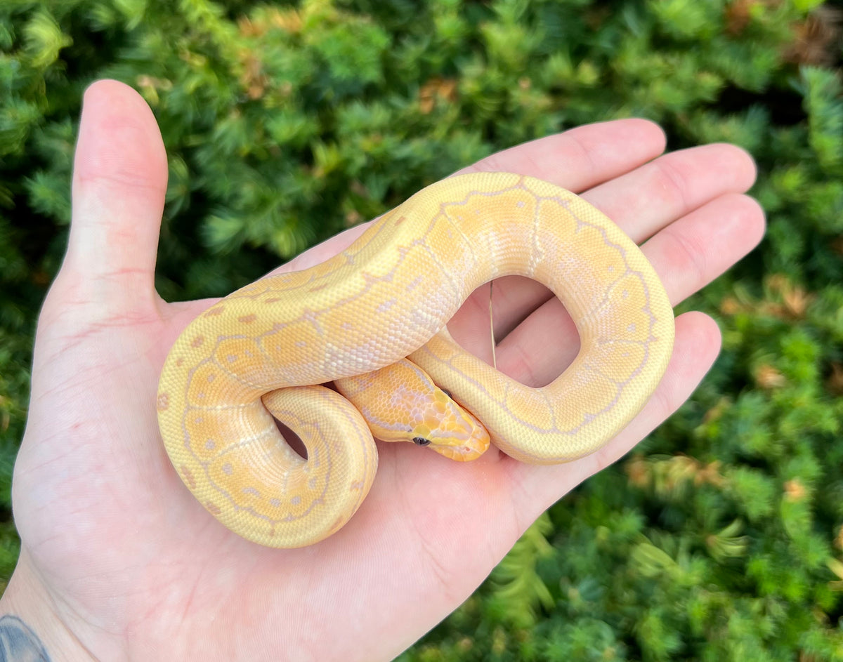 Baby Albino Pinstripe Ball Python (Male) – Scales and Tails of Ohio