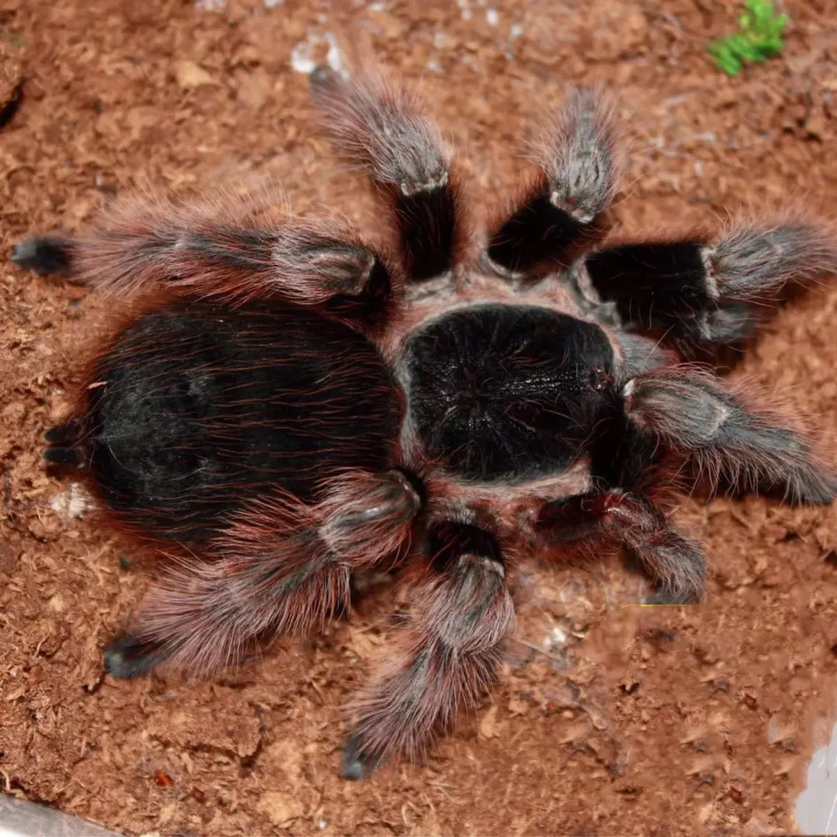 Brazilian Red Tarantula – Scales and Tails of Ohio