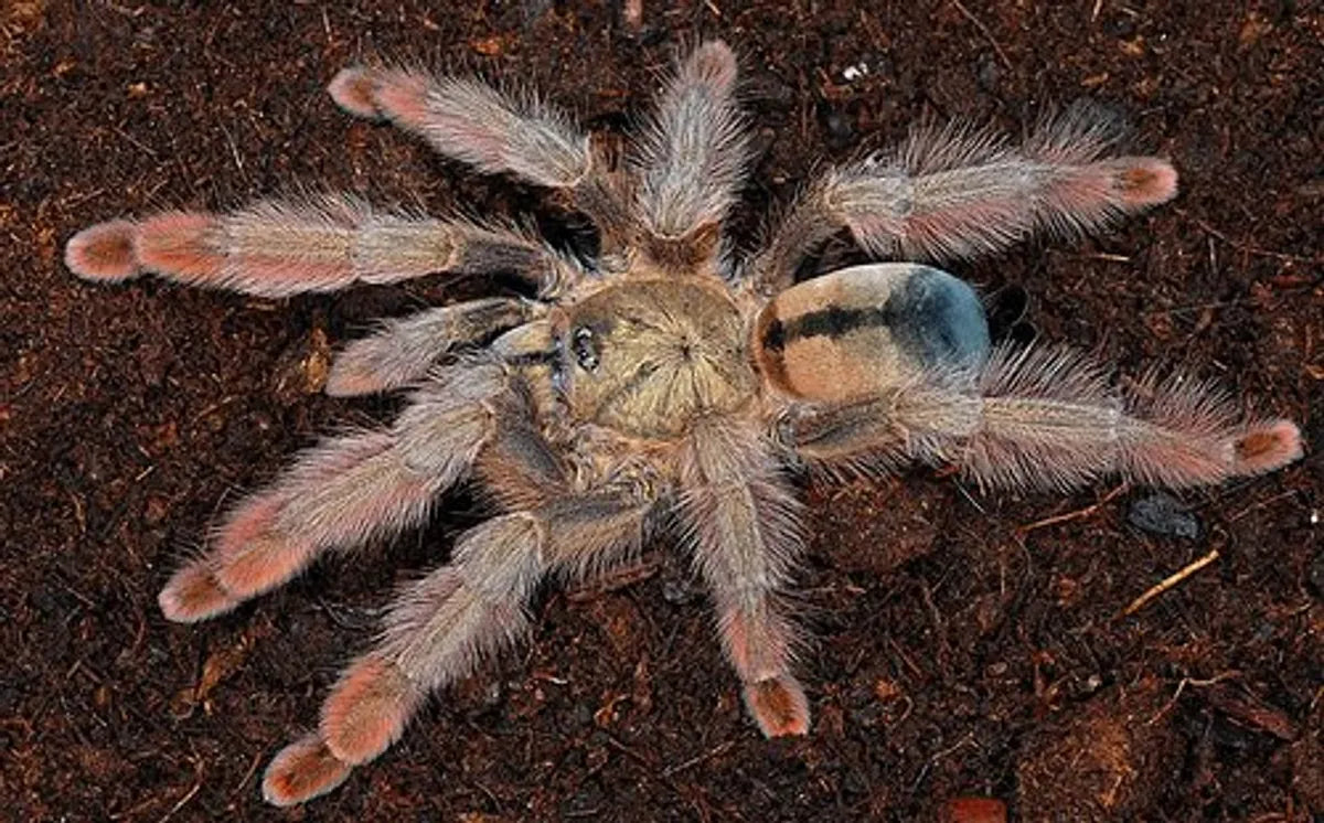 Panama Blonde Tarantula – Scales and Tails of Ohio