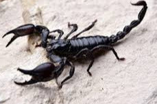 Laotian Black Forest Scorpion – Scales and Tails of Ohio