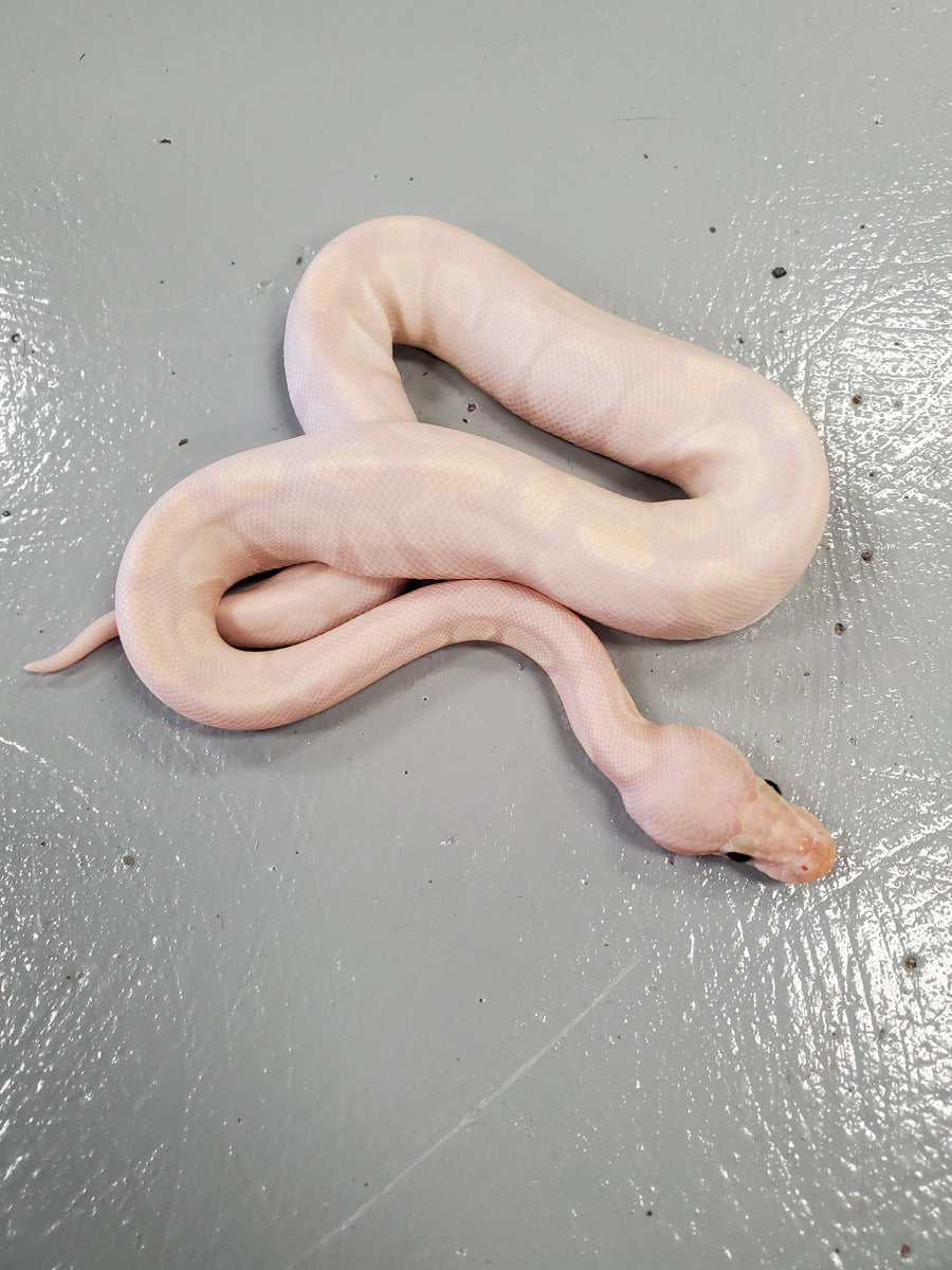 Super Banana Fire Het Pied Male Ball Python – Scales and Tails of Ohio