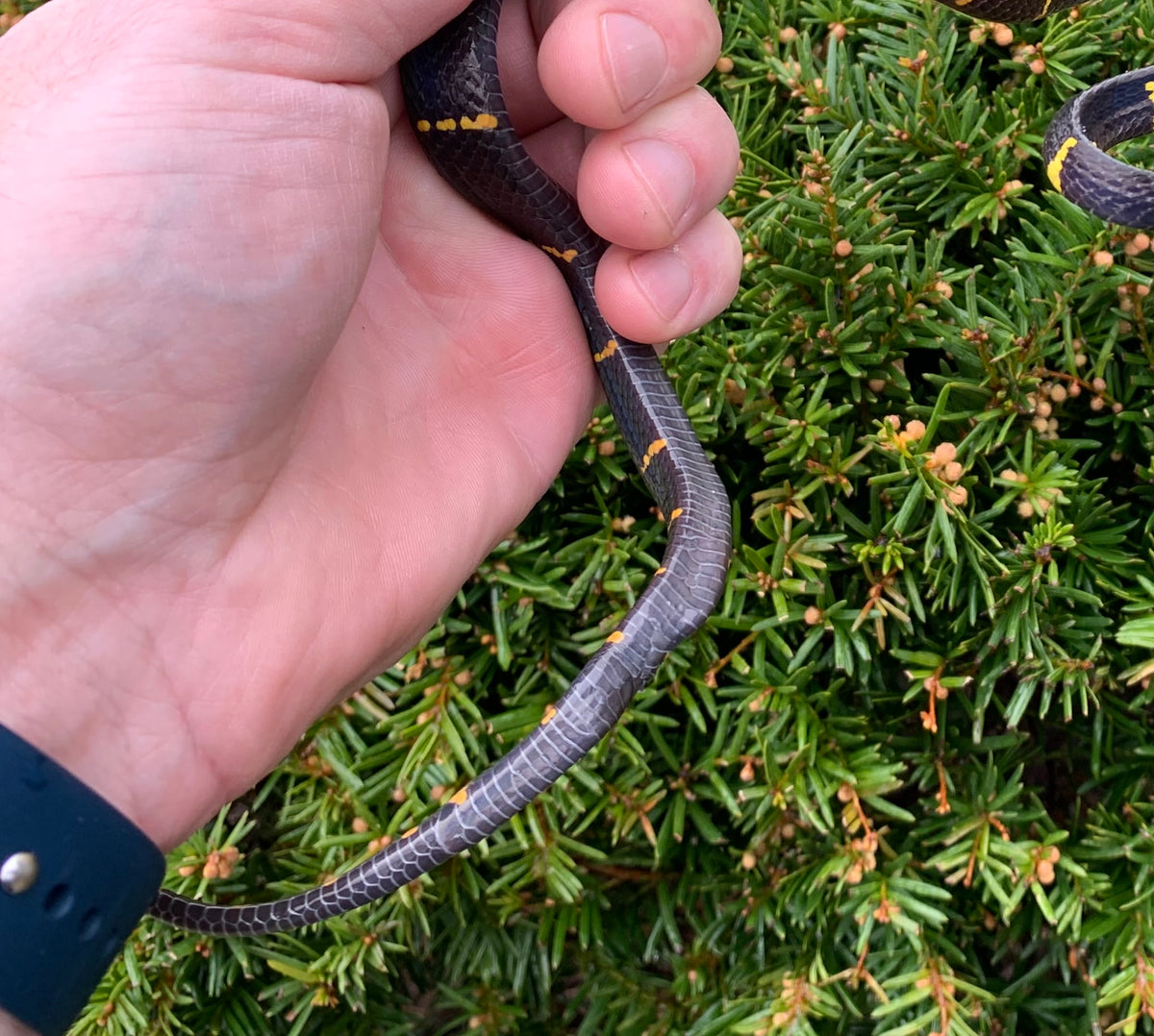 Yearling Malaysian Mangrove Snake (Male) *imperfect – Scales and Tails ...