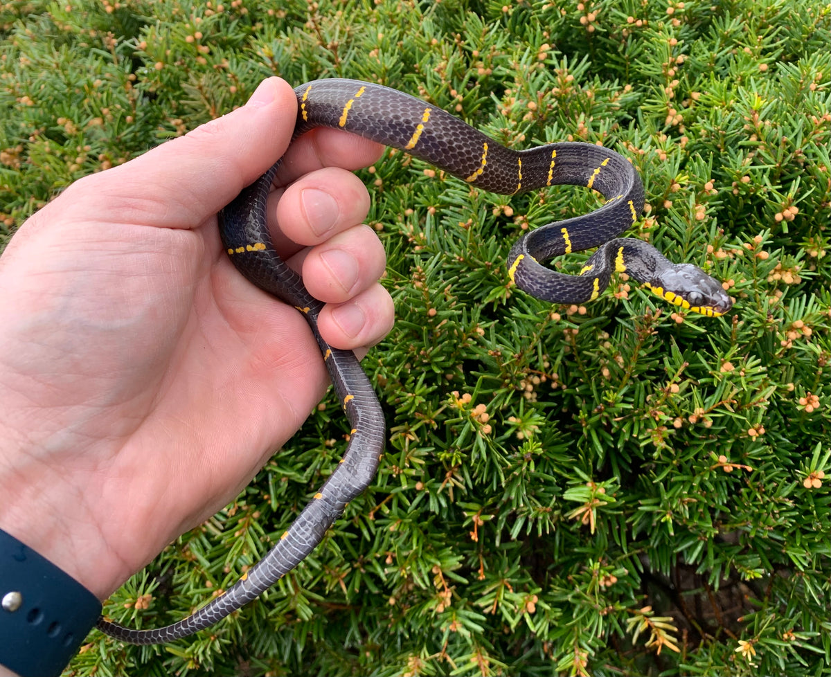 Yearling Malaysian Mangrove Snake (Male) *imperfect – Scales and Tails ...