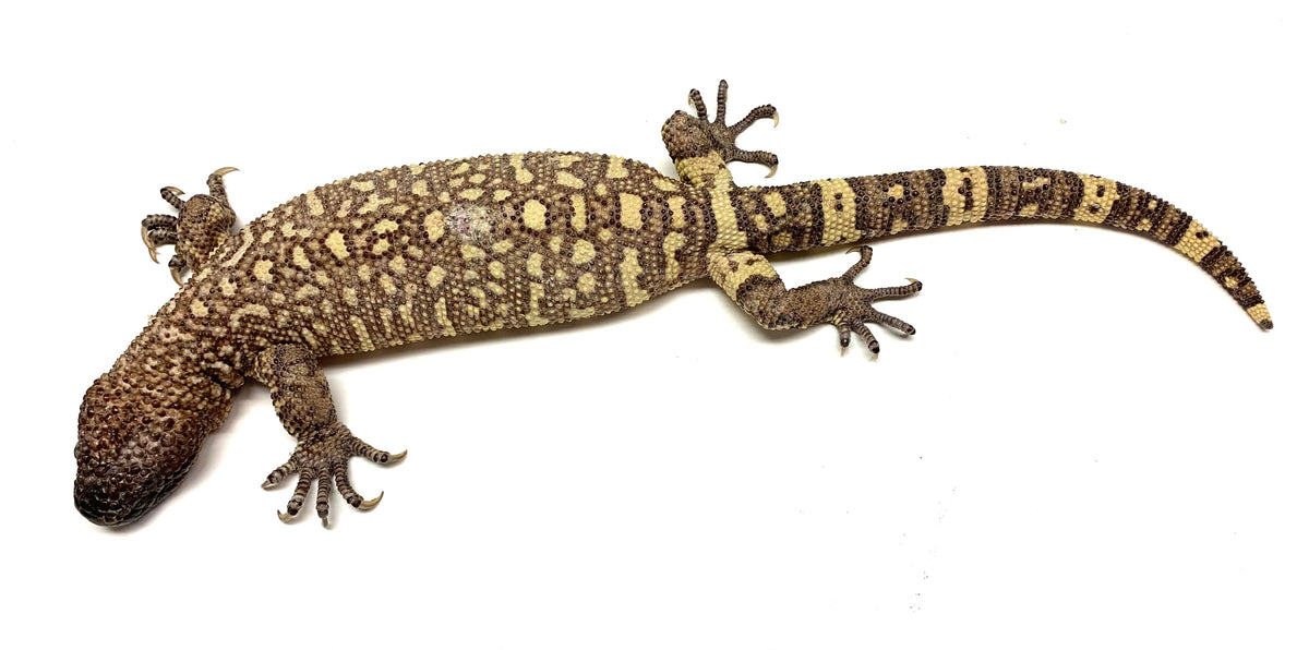 Sub-Adult Rio-Fuerte Beaded Lizard (1) – Scales and Tails of Ohio