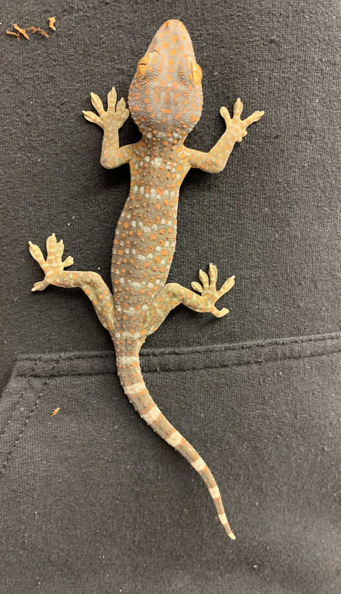 Juvenile Tokay Gecko – Scales and Tails of Ohio