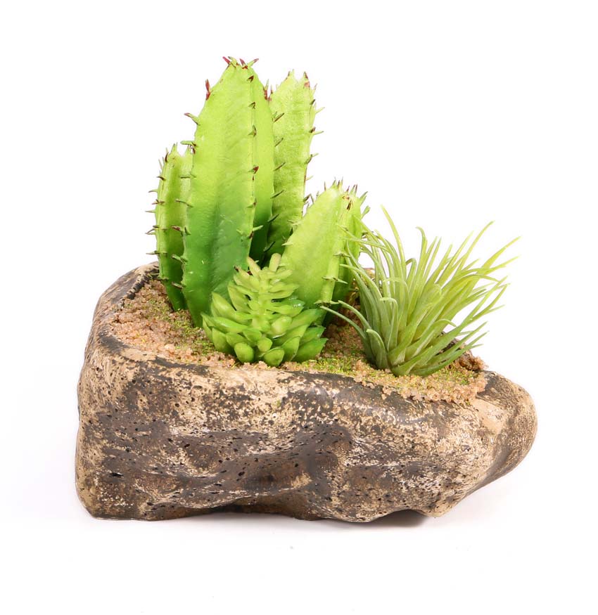 Pangea Succulent Garden – Scales and Tails of Ohio