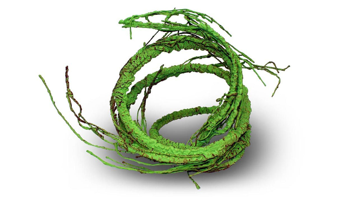 Pangea Ultimate Vine – Scales and Tails of Ohio