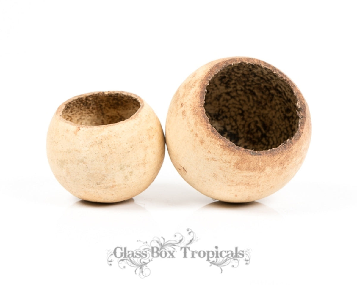 Bell Cup – Scales and Tails of Ohio