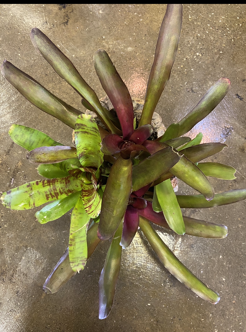 Assorted Bromeliads – Scales and Tails of Ohio