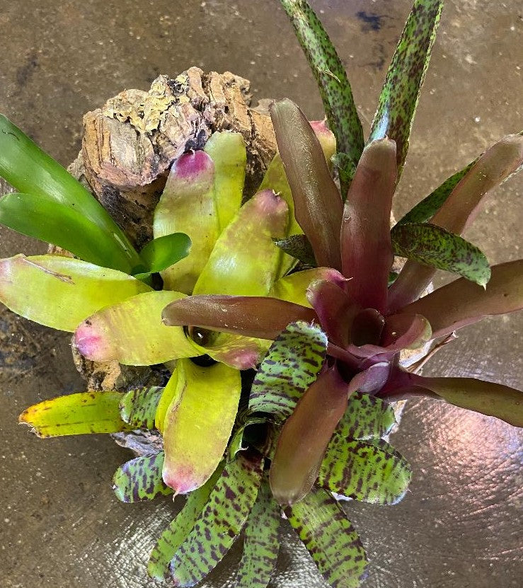 Assorted Bromeliads – Scales and Tails of Ohio