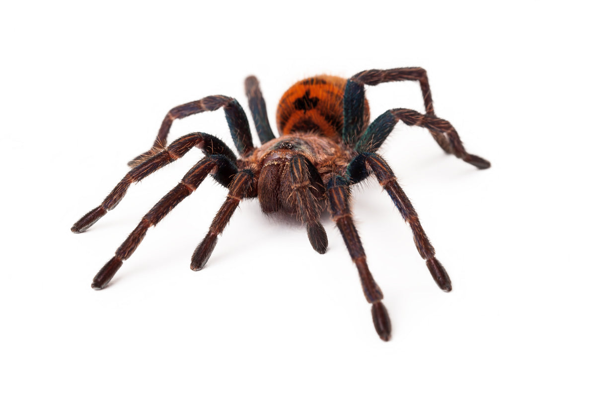 Greenbottle Blue Tarantula – Scales and Tails of Ohio