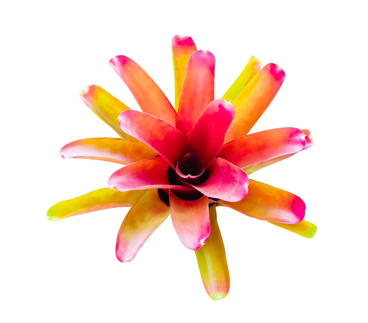 Assorted Bromeliads – Scales and Tails of Ohio