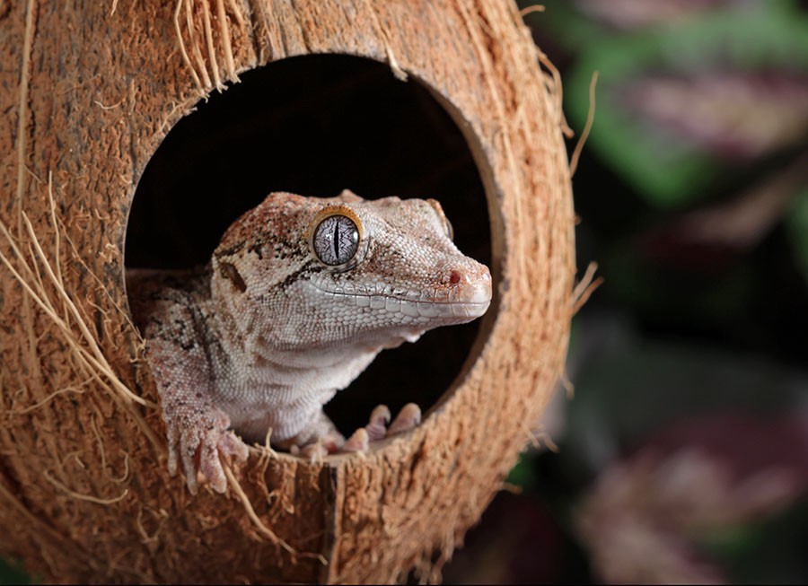 Coconut hanging hide with later – Scales and Tails of Ohio