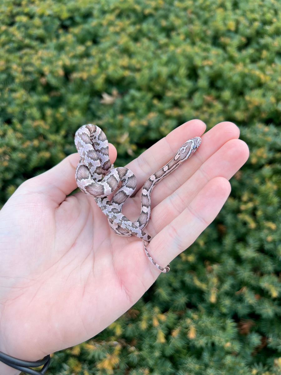 Baby Red Factor Corn Snake – Scales and Tails of Ohio