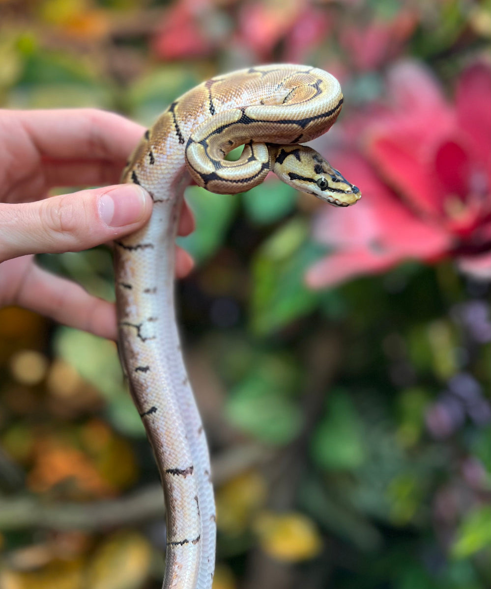 Baby Spider Ball Python (Female) – Scales and Tails of Ohio