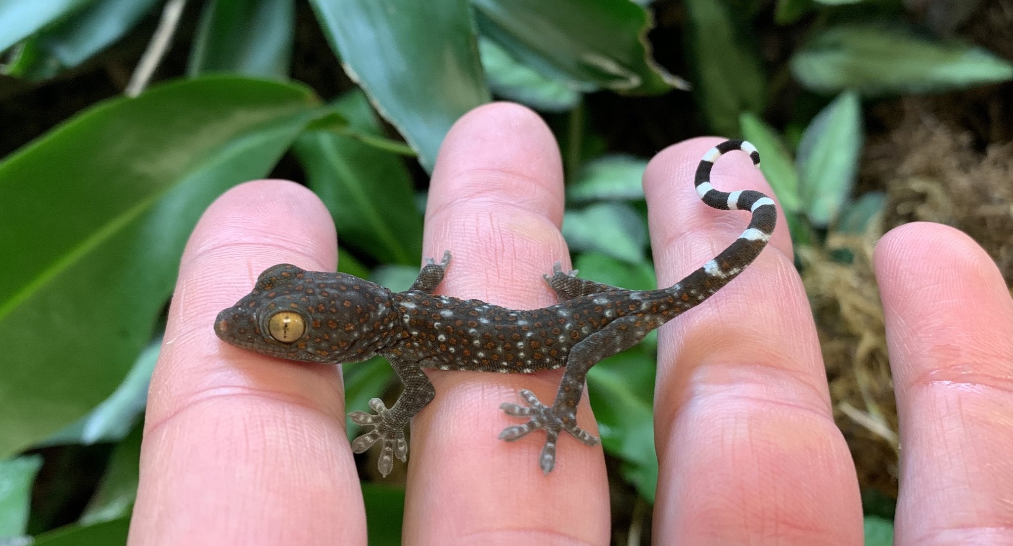 Baby Tokay Gecko
