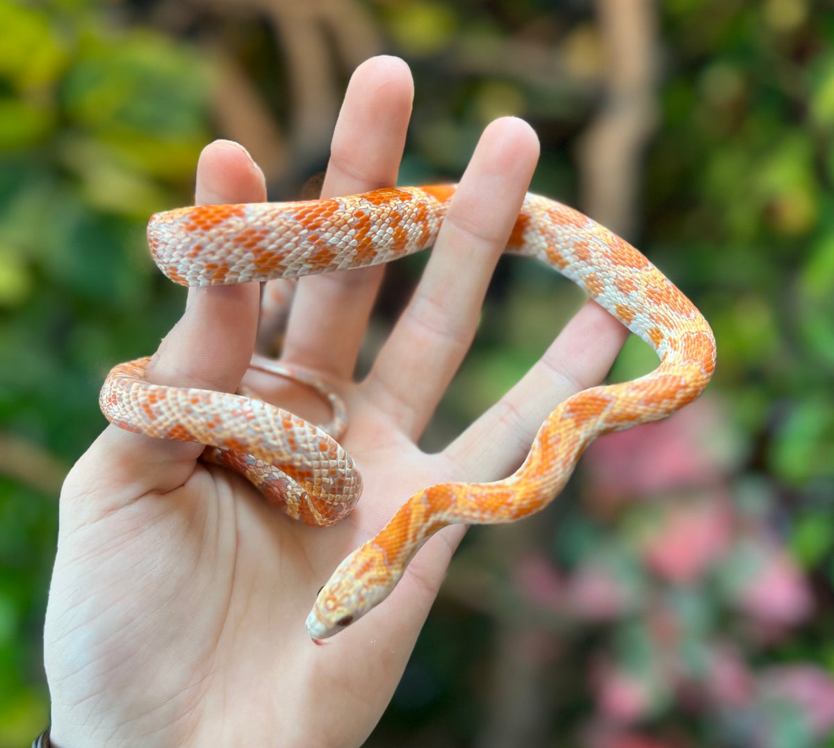 Sub-Adult Sunkissed Ultramel Okeetee Corn Snake (Male) – Scales and ...