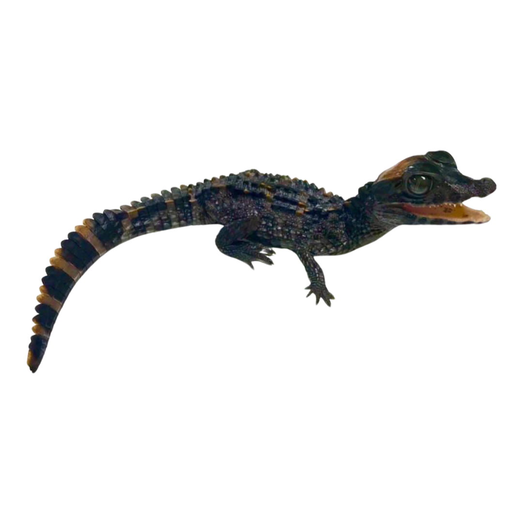Baby Smooth-Fronted Caiman – Scales and Tails of Ohio