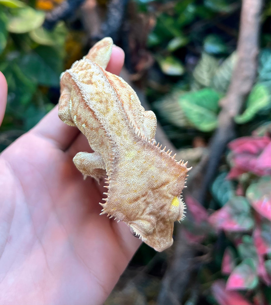 Adult Yellow Crested Gecko (Male) – Scales and Tails of Ohio
