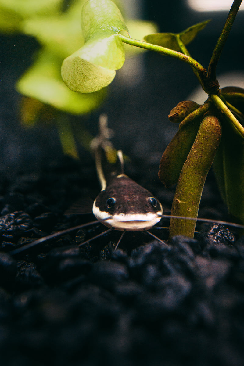 Redtail Catfish – Scales and Tails of Ohio