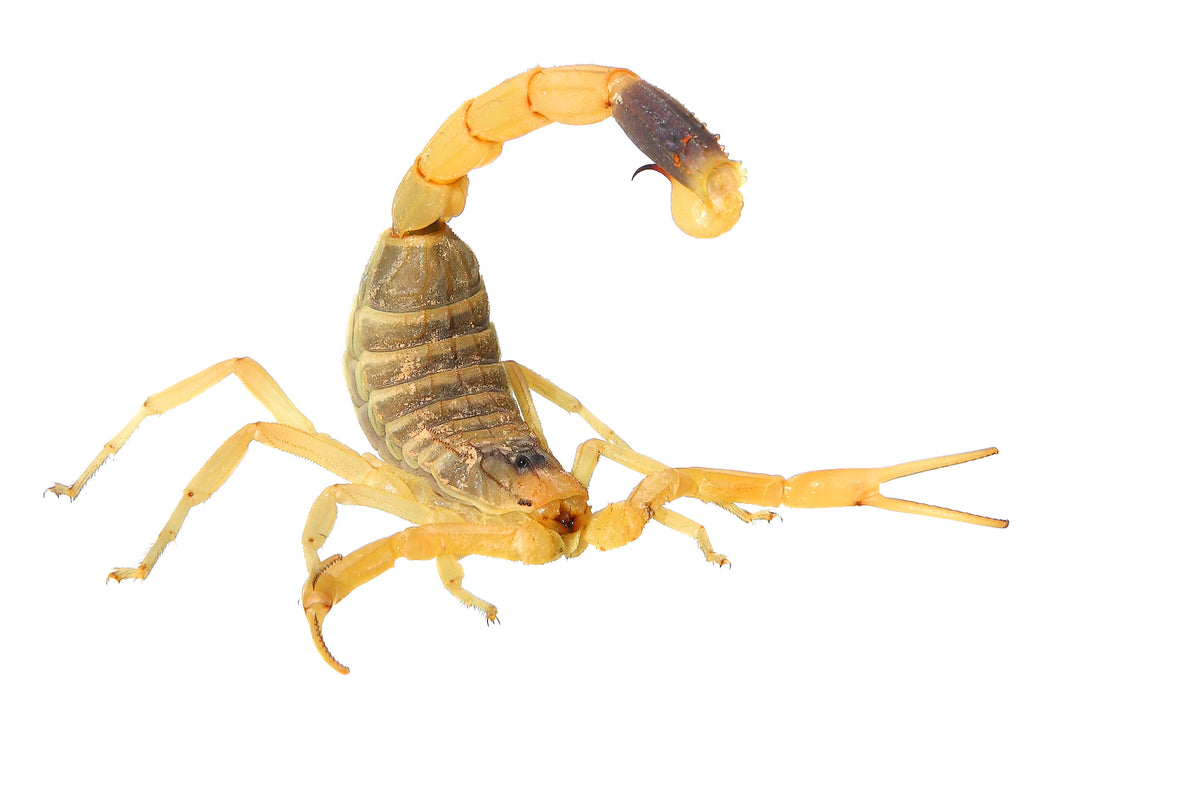 Deathstalker Scorpion – Scales and Tails of Ohio