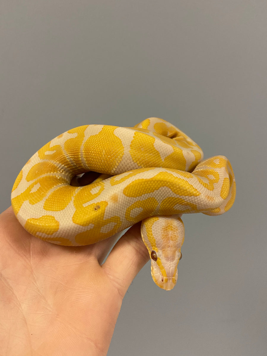 Baby Lavender Albino Ball Python – Scales and Tails of Ohio