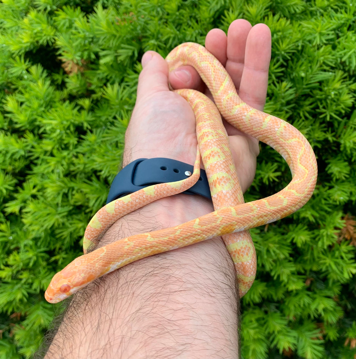 Sub-Adult Pink Flamingo Albino Corn Snake (Male) – Scales and Tails of Ohio