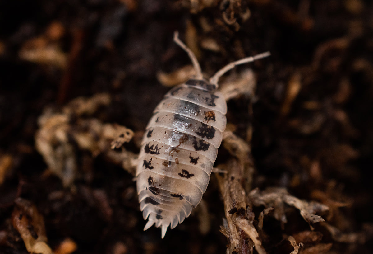 Dairy Cow Isopod – Scales and Tails of Ohio