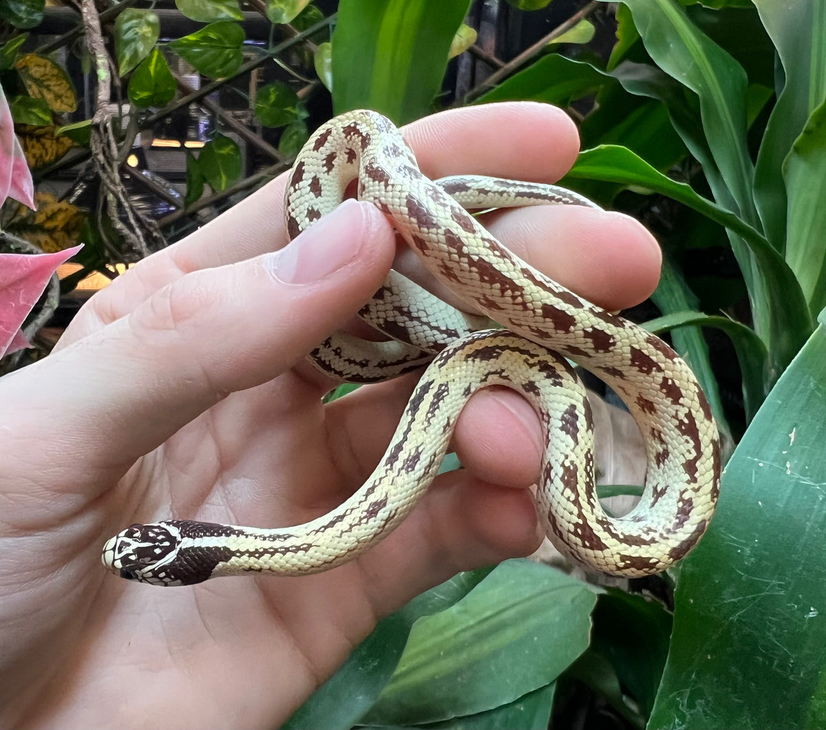 Baby Aberrant Banana California Kingsnake (Female) – Scales and Tails ...
