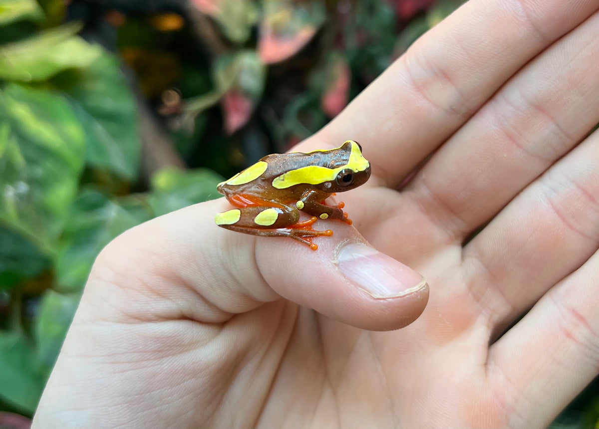 Clown Tree Frog – Scales and Tails of Ohio