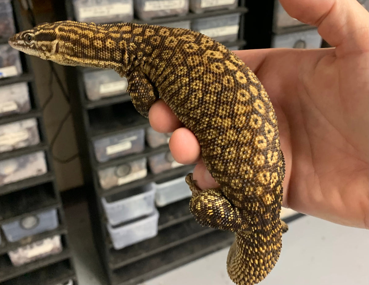 Adult Yellow Ackie Monitor (Imperfect Male) – Scales and Tails of Ohio