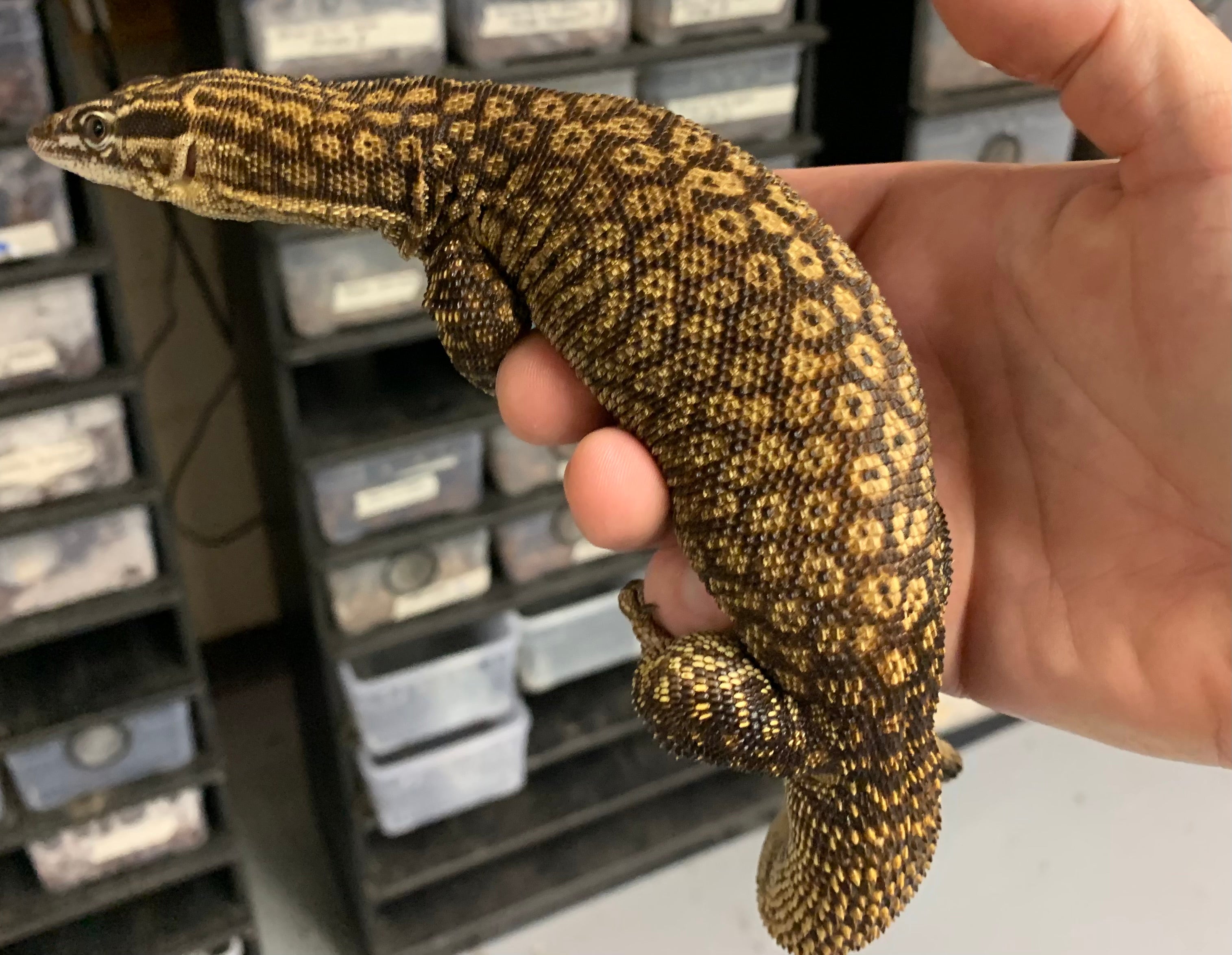 Ackie Monitor Full Grown