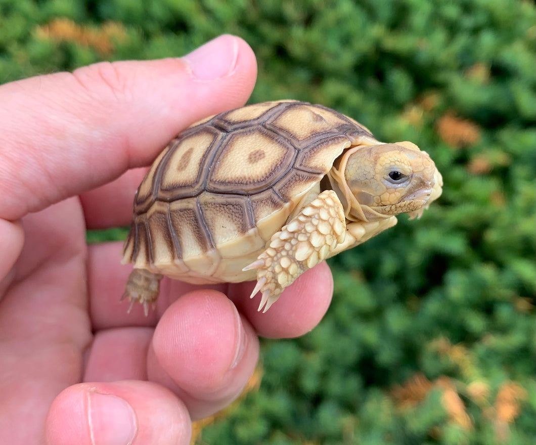 Baby Sulcata Tortoise – Scales and Tails of Ohio