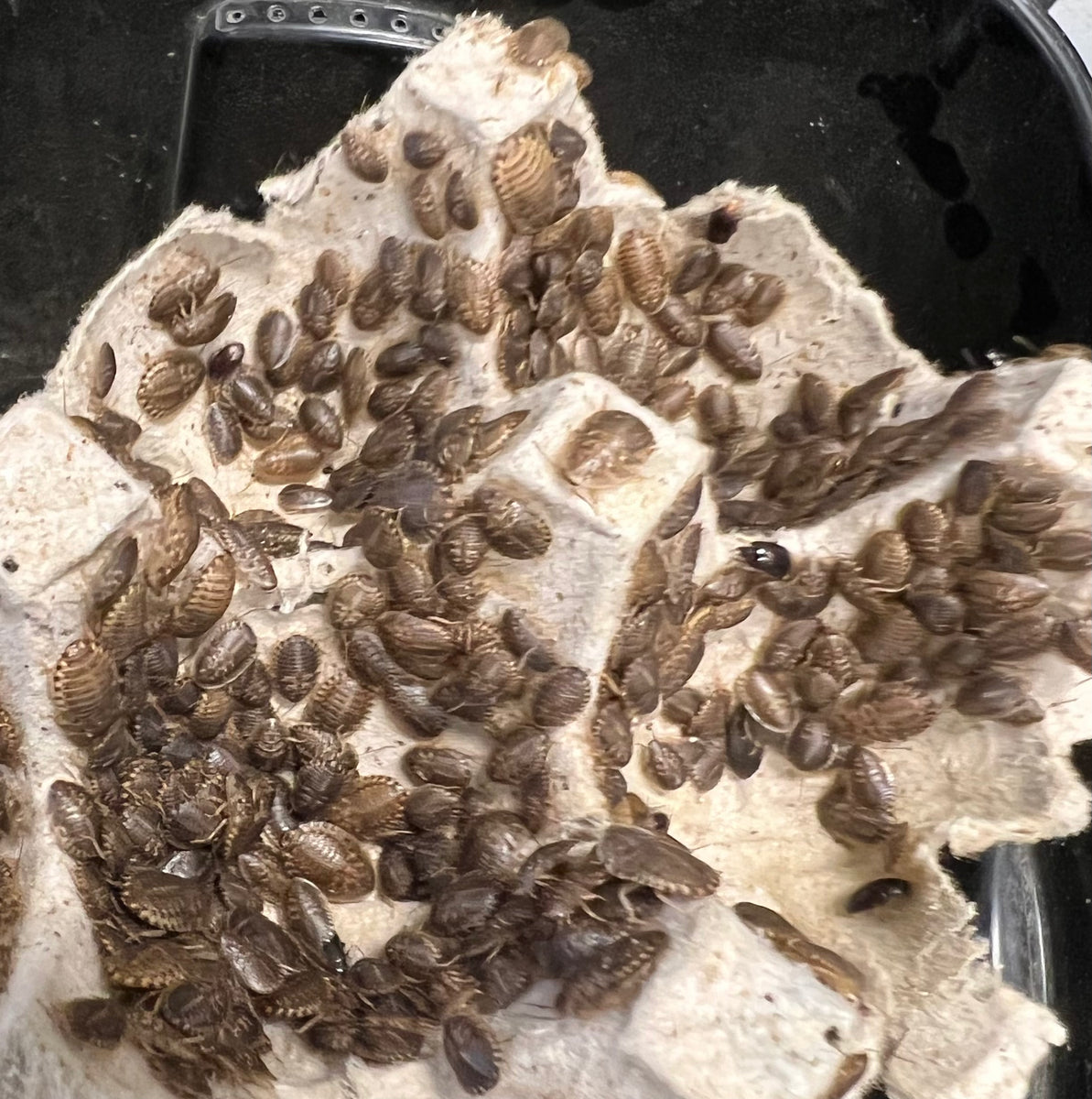 Small Dubia Roaches (1000 count) – Scales and Tails of Ohio