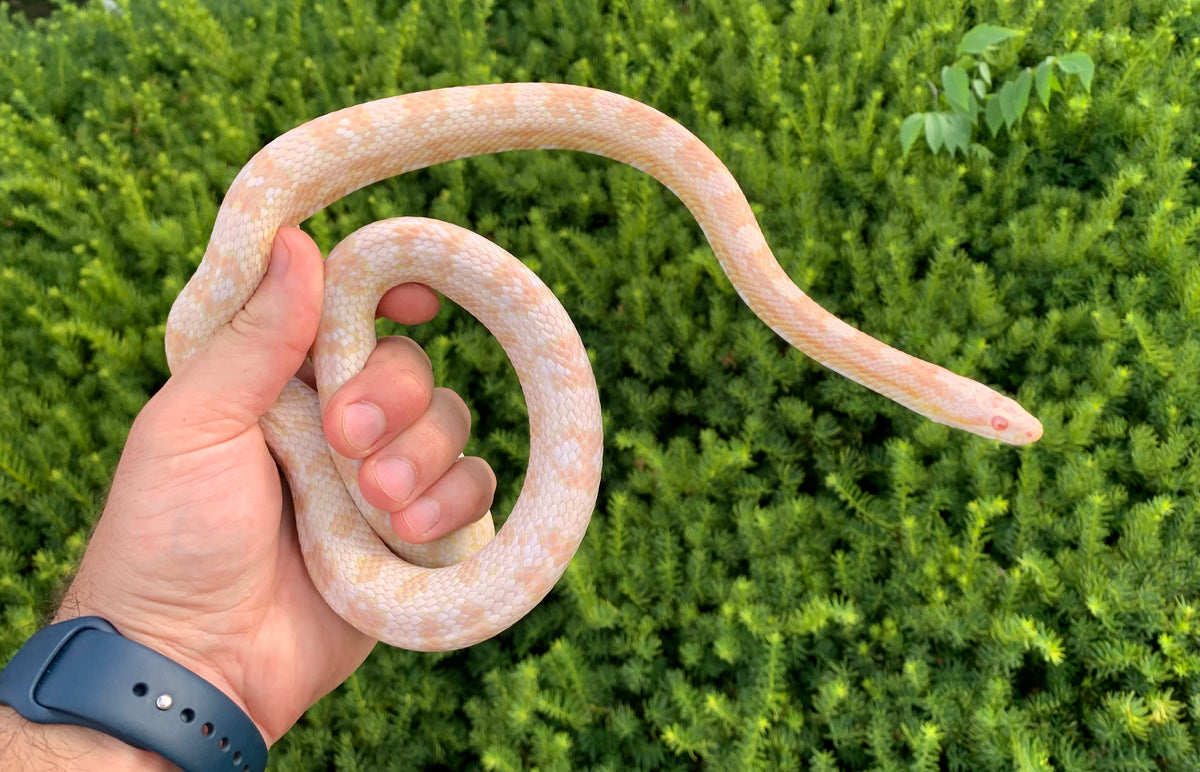 Sub-Adult Red Factor Snow Corn Snake (Male) – Scales and Tails of Ohio