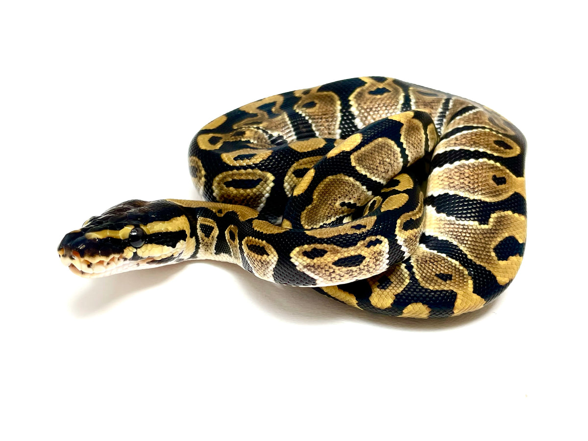 Baby Ball Python – Scales and Tails of Ohio
