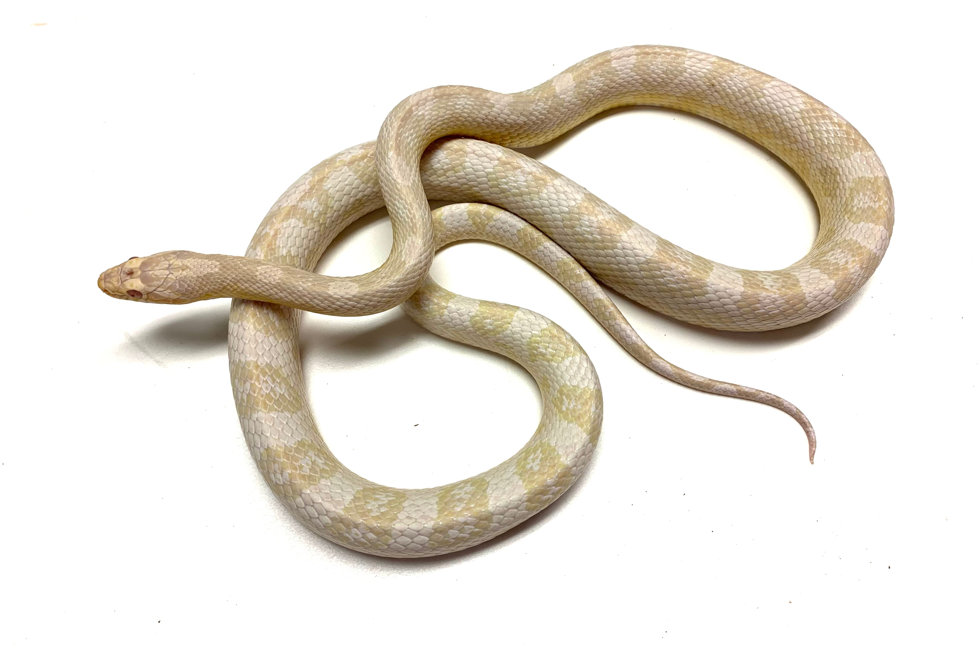 Full Grown Snow Corn Snake
