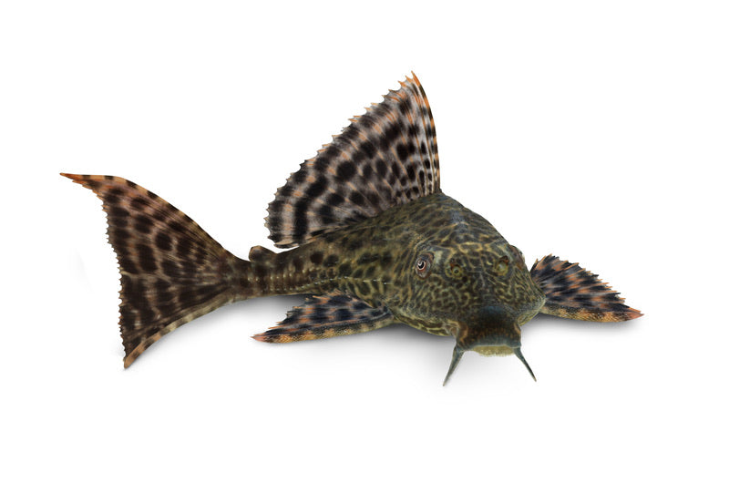 Common Pleco